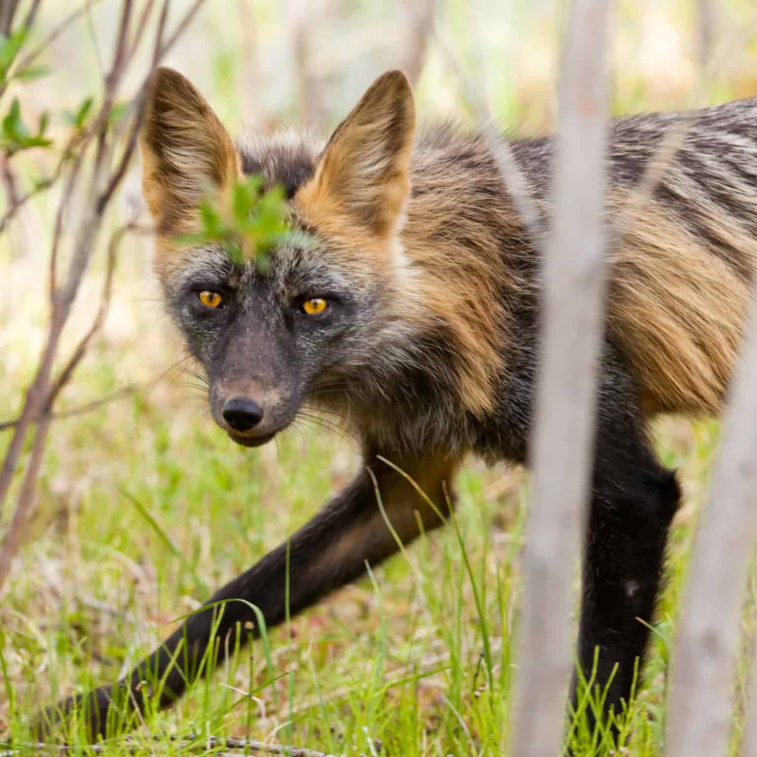 Cross Fox - Exploring the North Shore Visitor's Guide